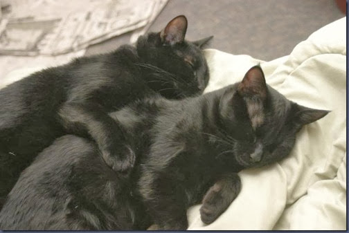 Kitty Stampede: Cats Spooning